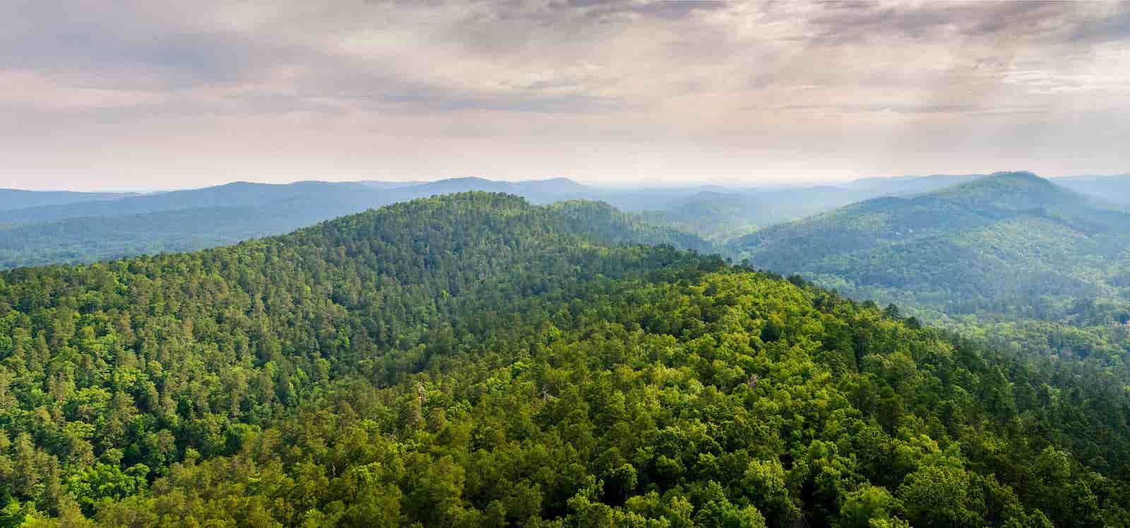 Nanotechnology, Chemical Engineering Adding to High-Tech Forestry in ...