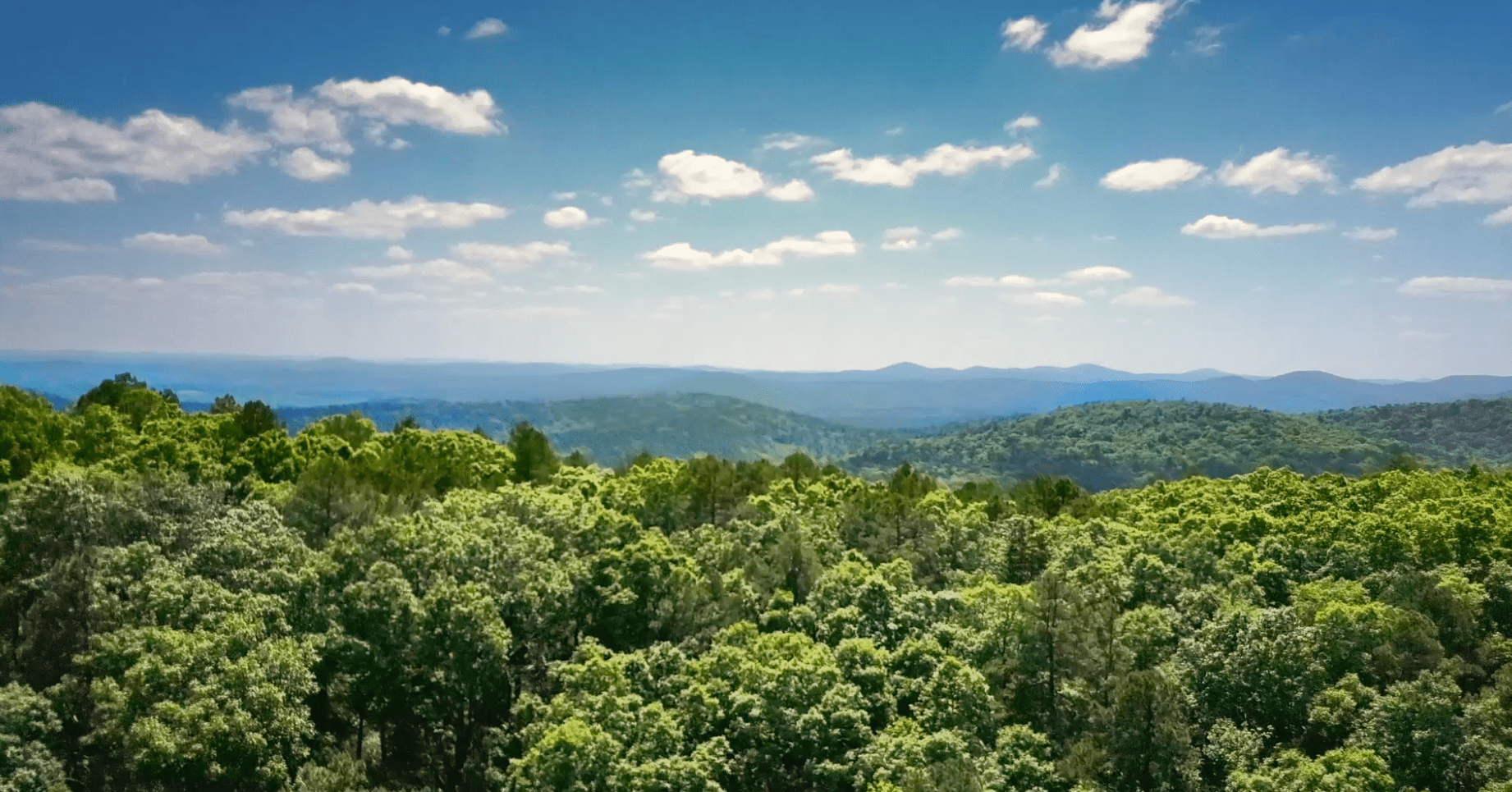 Healthy Forests Part 2: Key Components to Sustainable Forest Management ...